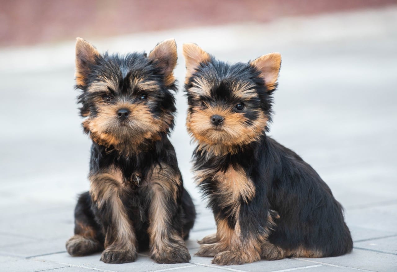 Dive into the World of the Yorkshire Terrier A Comprehensive Guide – Your Animal Friend
